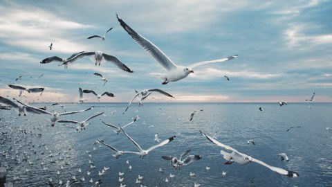 About us - The Oceanbird